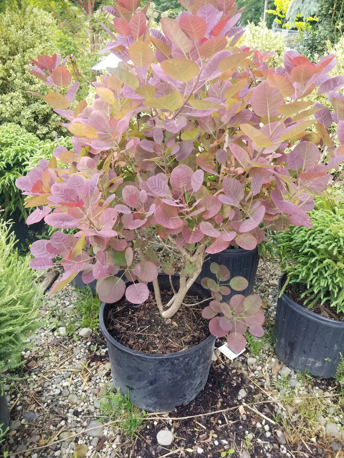 Smoke Bush — Gardens of the World