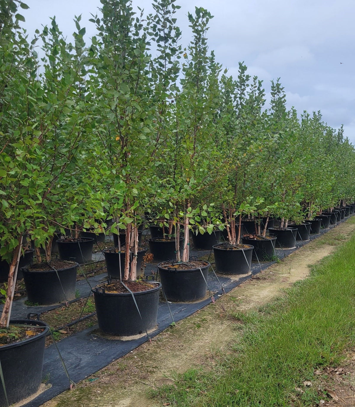 Birch Trees For Sale Online | Many Varieties Available! — Gardens of ...