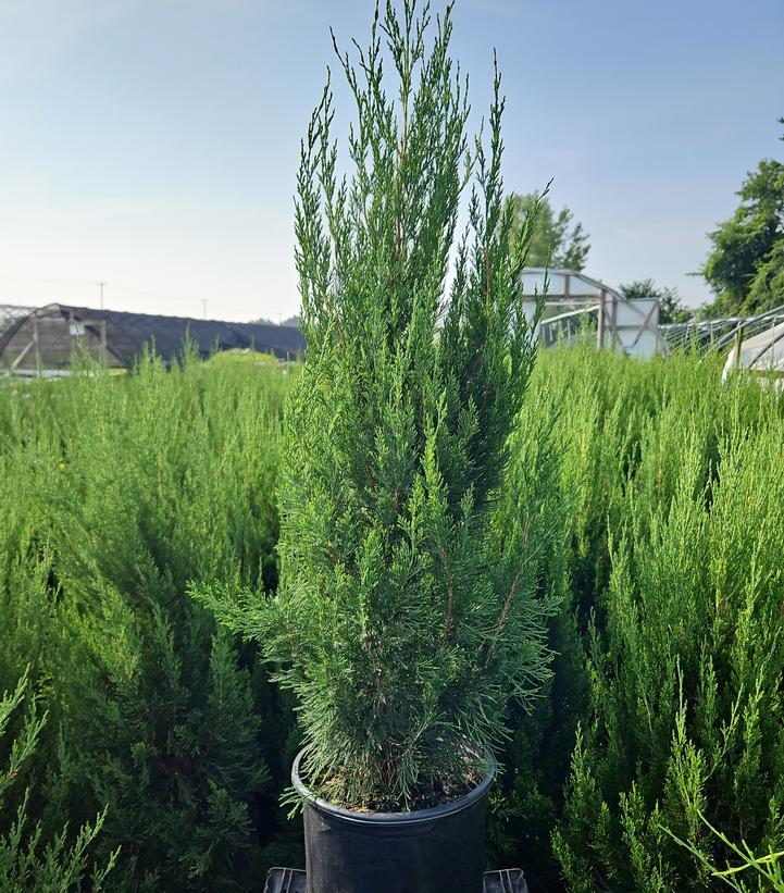 Juniper Trees For Sale Online | Many Varieties Available! — Gardens of ...