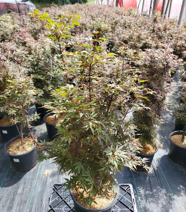 Deciduous Shade Trees For Sale Online | Many Varieties Available ...