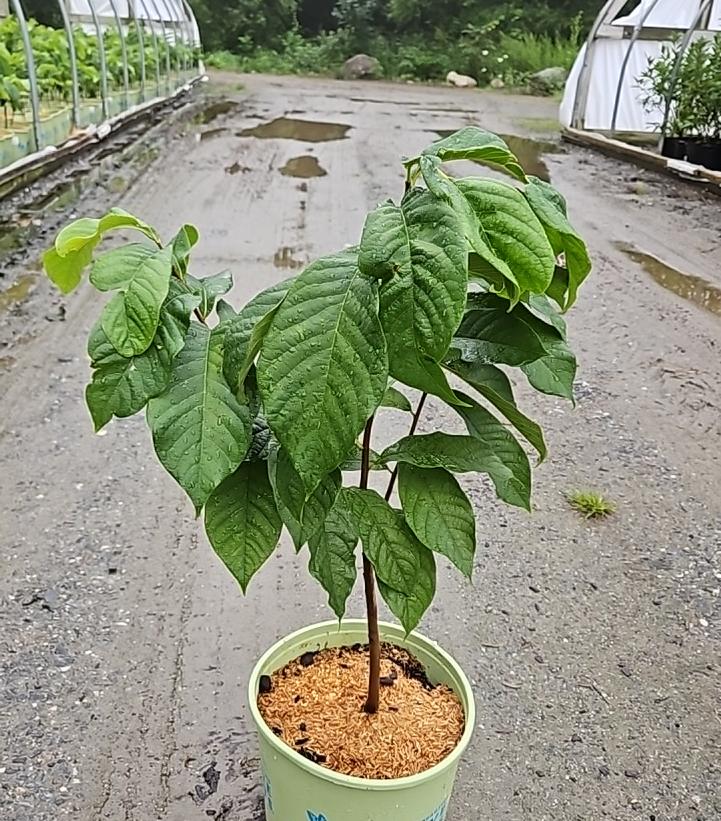 Paw Paw Trees For Sale Online | Native Fruit Tree! — Gardens of the World