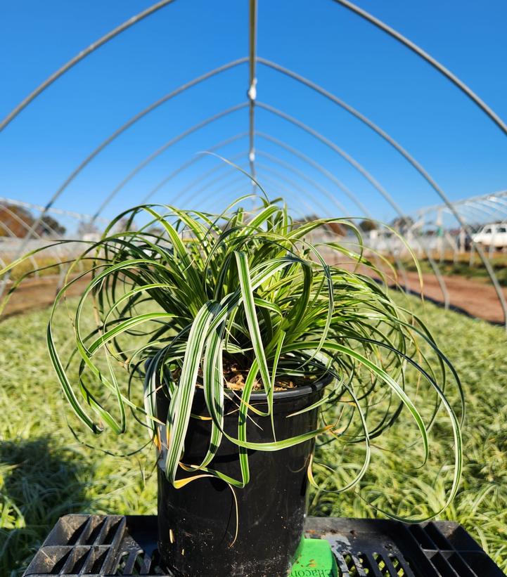 Sedge — Gardens of the World