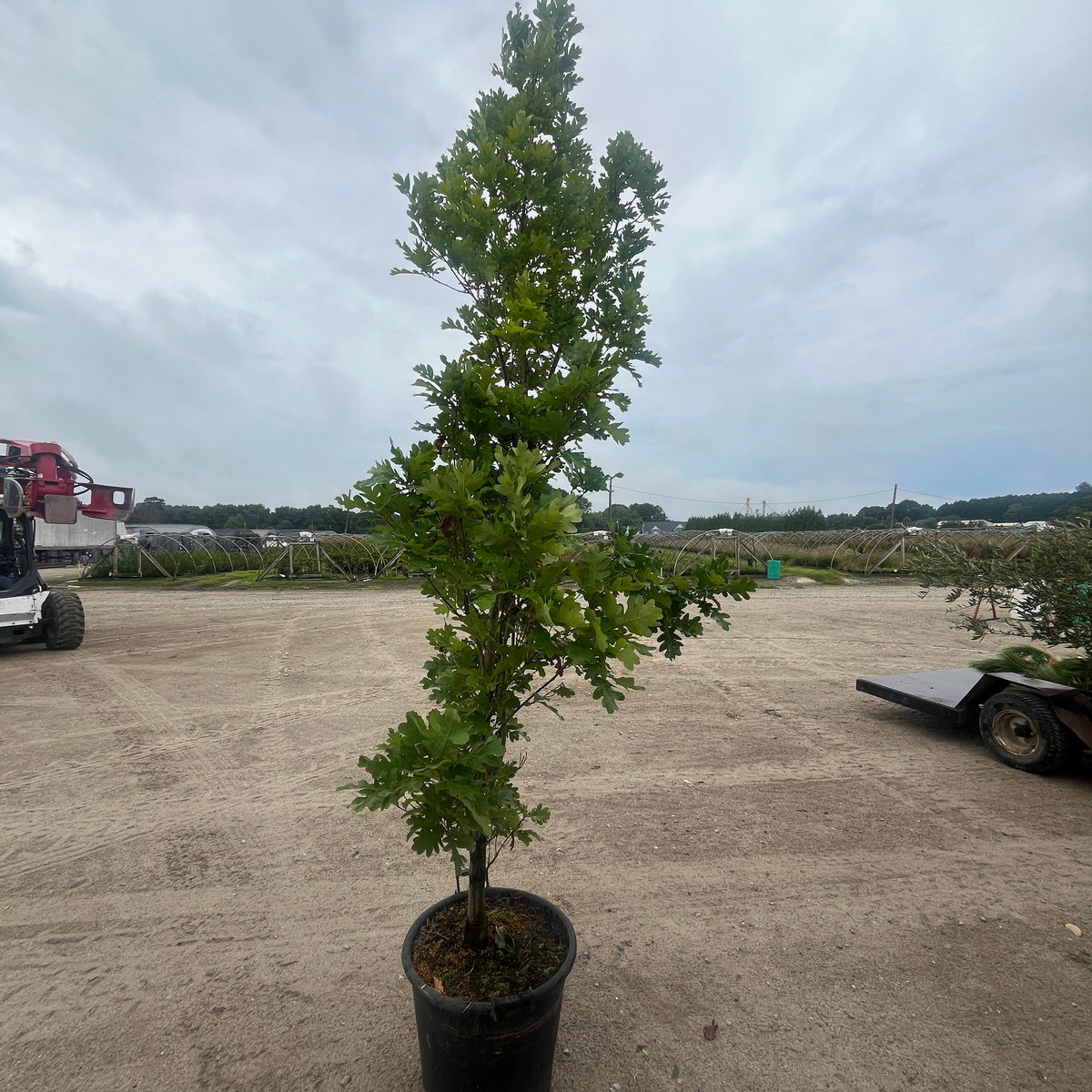 Oak Trees For Sale Online | Many Varieties Available! — Gardens of the ...