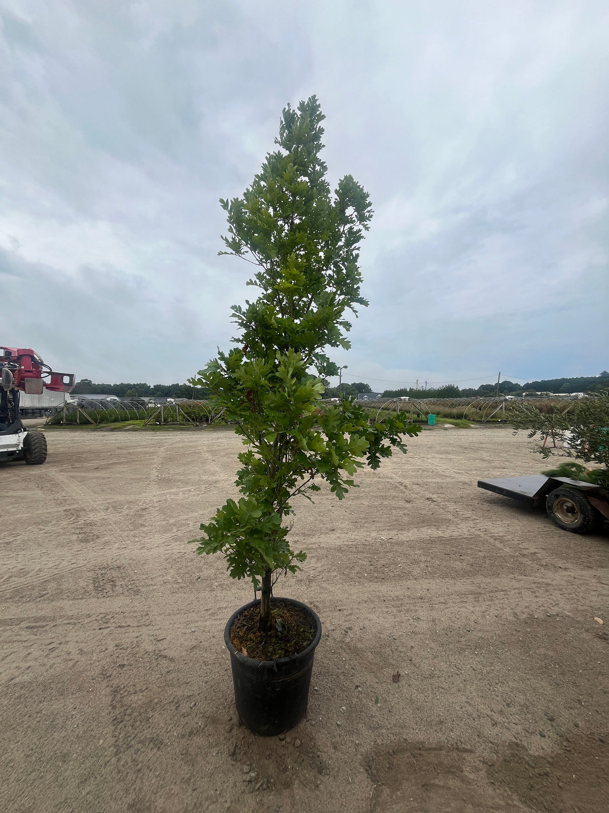 Oak Trees For Sale Online | Many Varieties Available! — Gardens of the ...