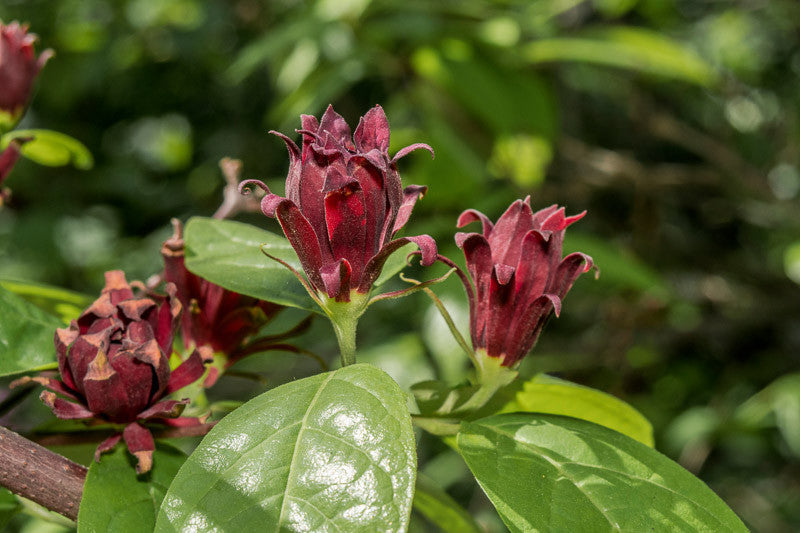 Sweetshrub — Gardens of the World