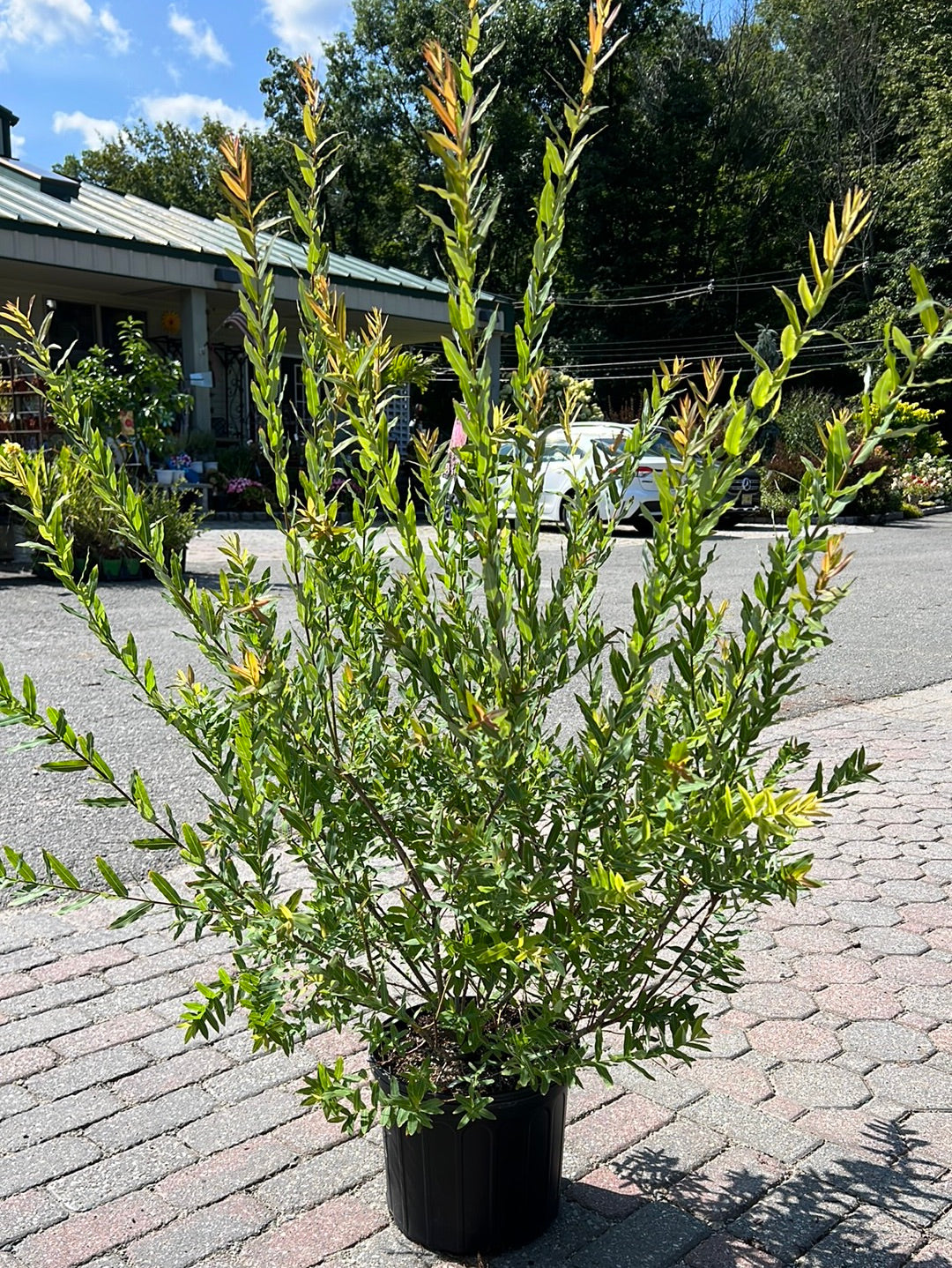 Willow Trees For Sale | Multiple Varieties Available! — Gardens of the ...