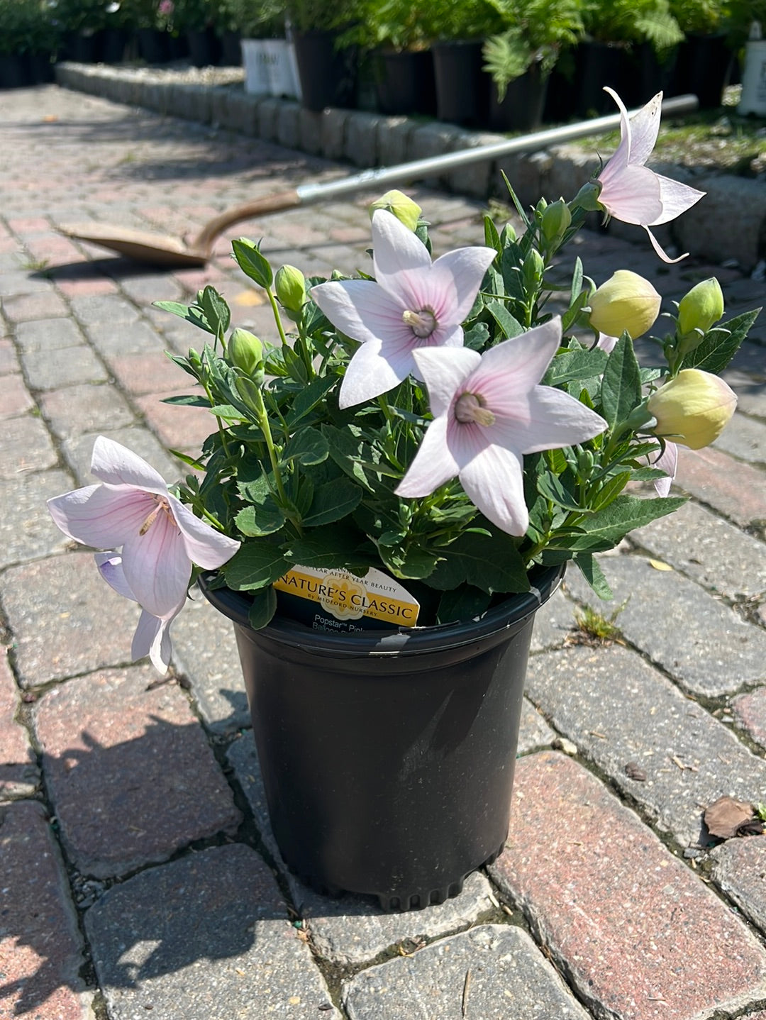 Balloon Flower — Gardens of the World