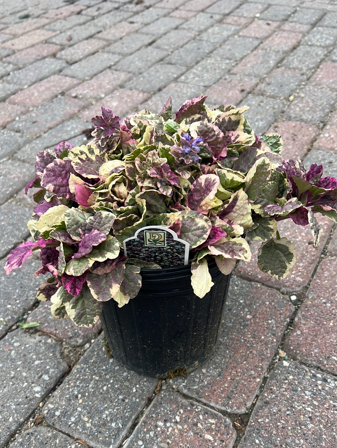 Bugleweed — Gardens of the World