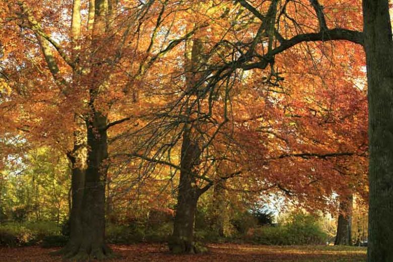Beech Trees For Sale Online | Shop Now! — Gardens of the World