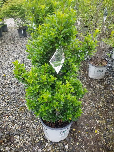 Castle Wall Holly - 3 Gallon (2.5-3ft) – Gardens of the World