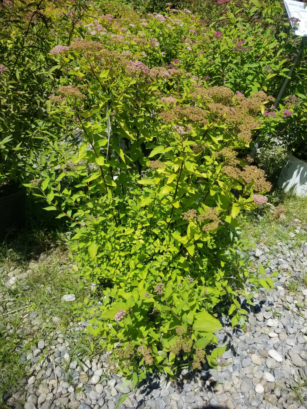 Lemon Princess Spirea For Sale Online | Yellow Foliage! — Gardens of ...
