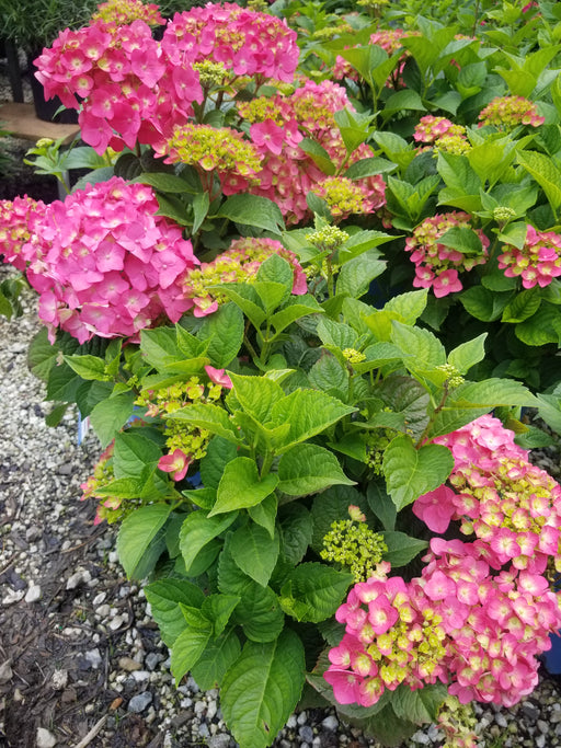 Hydrangea — Page 2 — Gardens of the World