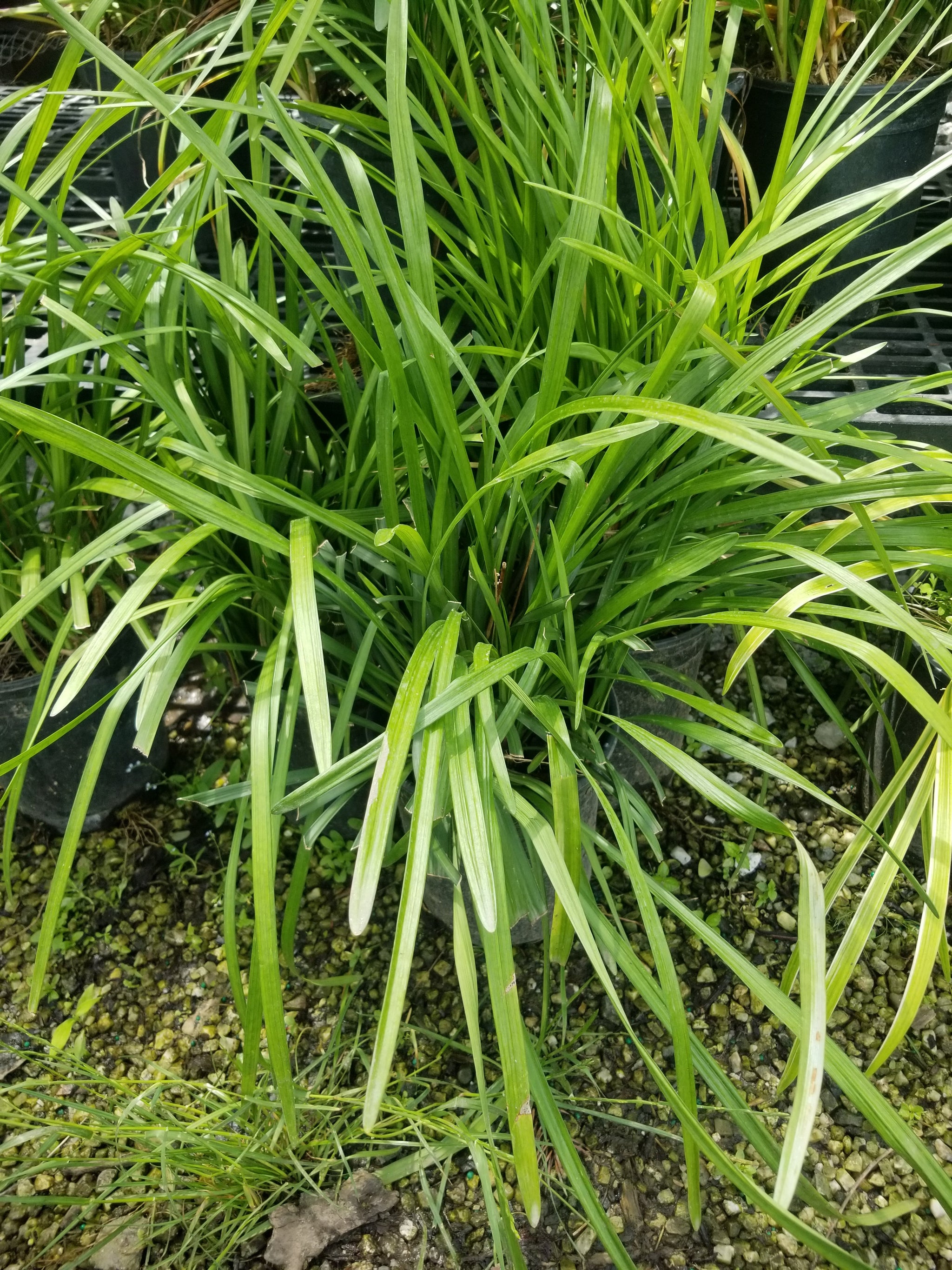 Lilyturf — Gardens of the World