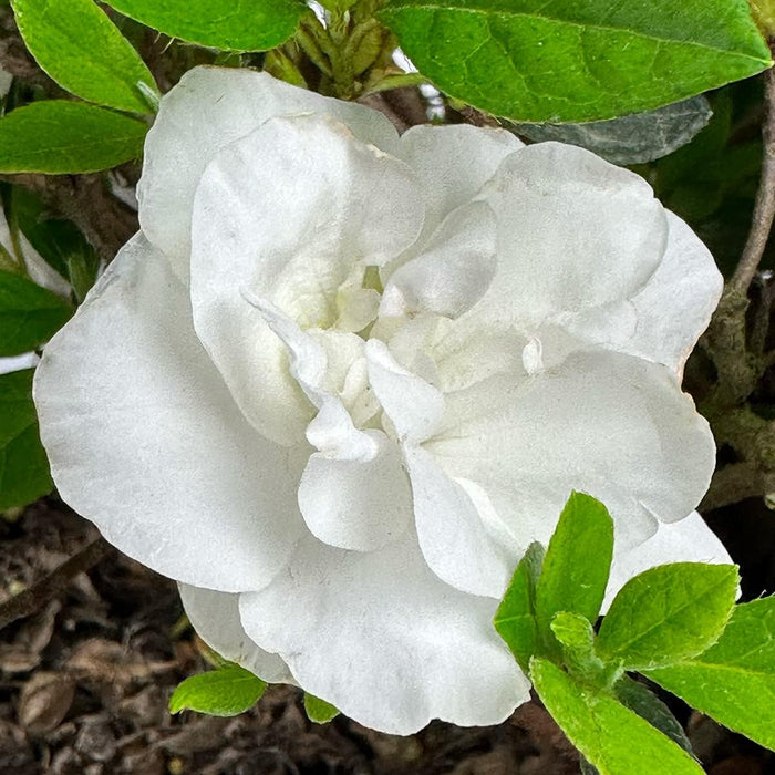 Hardy Gardenia Azalea For Sale Online | Fragrant Flowers! — Gardens of ...