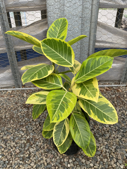 Variegated Ficus Altissima — Gardens of the World