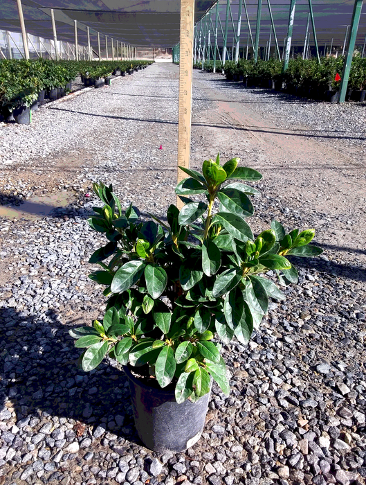Pink Ruffle Azalea For Sale Online! | Gorgeous Pink Blooms In Spring ...