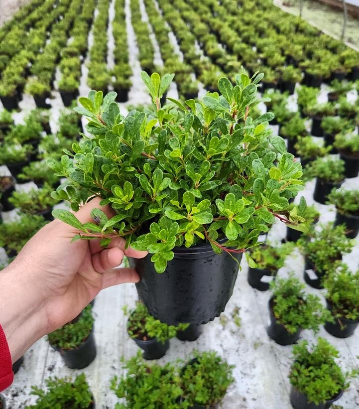 Massachusetts Hybrid Kinnickinnick Bearberry — Gardens of the World