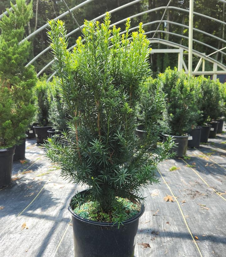 Hicks Yew For Sale Online! — Gardens of the World