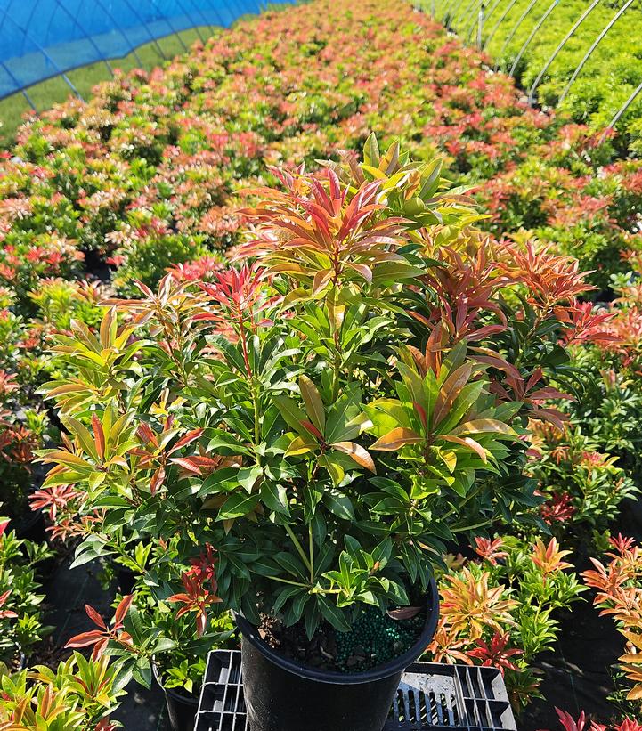 Mountain Fire Andromeda For Sale Online! — Gardens of the World