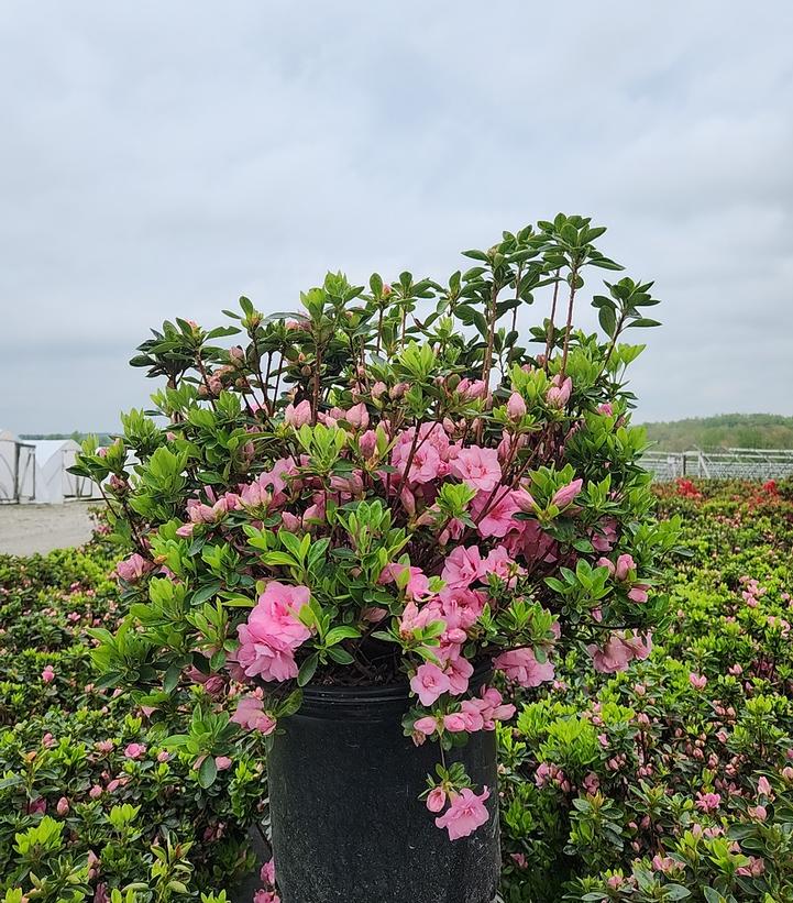 Rosebud Pink Azalea For Sale Online! | Pink Flowers In Spring ...