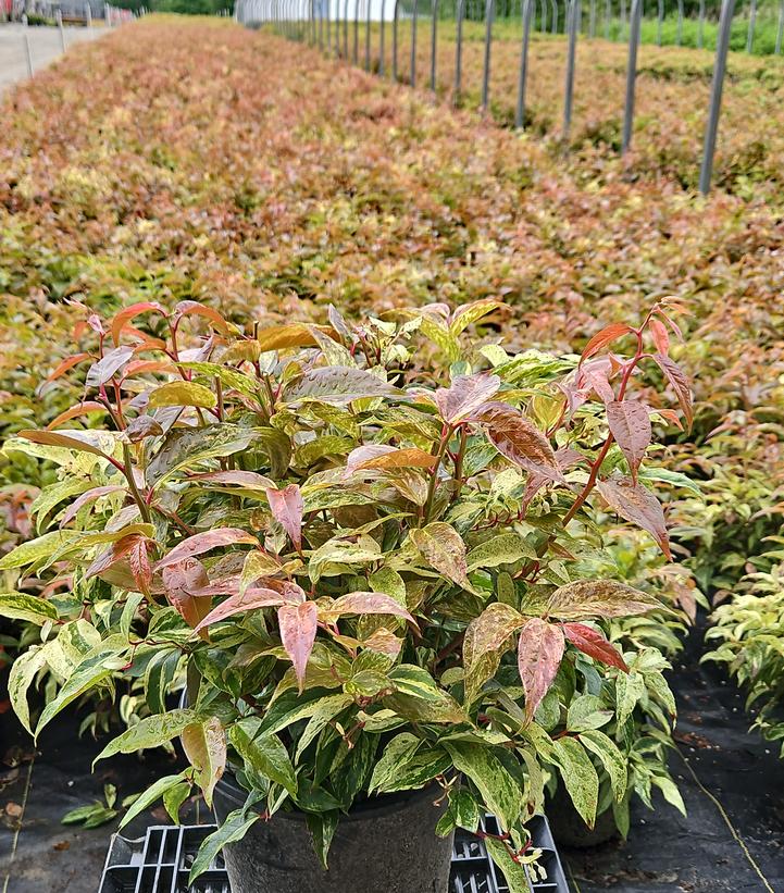 Rainbow Leucothoe For Sale Online! | Great Variegated Foliage ...