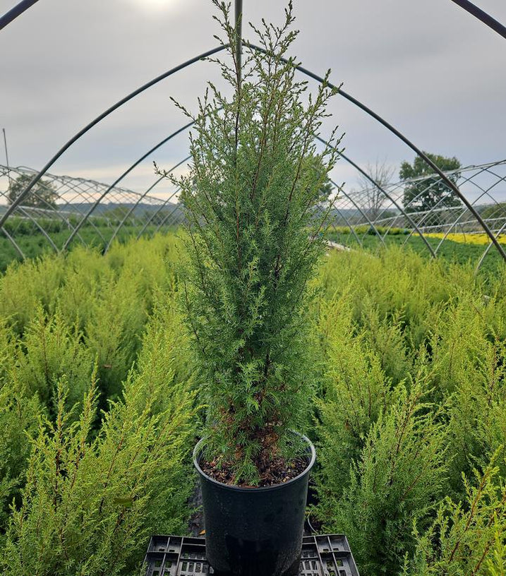 Evergreen Trees For Sale | Many Varieties Available| — Gardens of the World