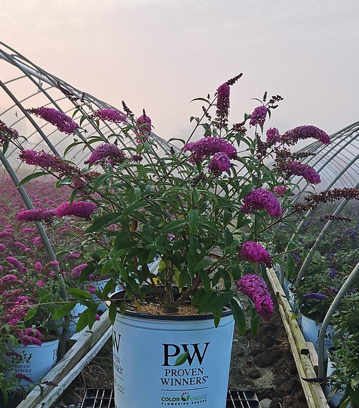 Miss Ruby Butterfly Bush For Sale Online | Deep Pink Blooms! — Gardens ...