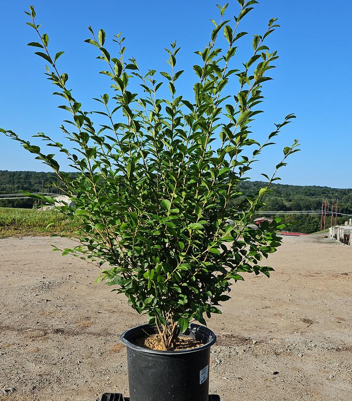 California Privet For Sale Online! — Gardens of the World