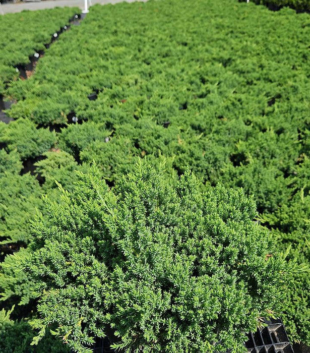 Dwarf Japanese Garden Juniper — Gardens of the World