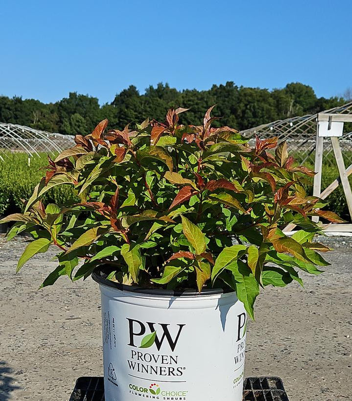 Kodiak® Orange Diervilla For Sale Online! | Great Yellow Blooms ...