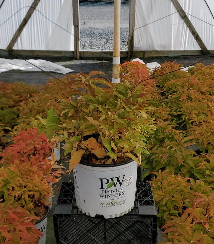 Kodiak® Orange Diervilla For Sale Online! | Great Yellow Blooms ...