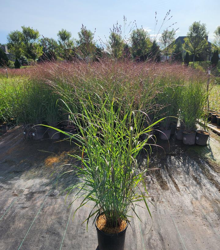Purple Tears Switch Grass For Sale Online! | Great Ornamental Grass ...