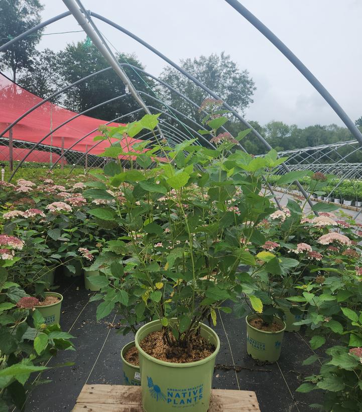 Pinky Pollen Ring™ Smooth Hydrangea — Gardens of the World