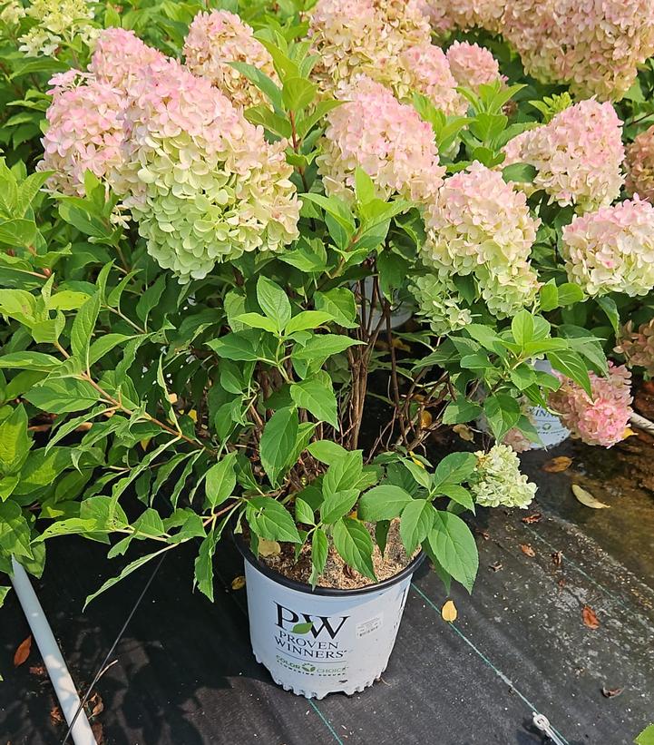 Quick Fire Fab® Panicle Hydrangea For Sale Online | Large Blooms ...