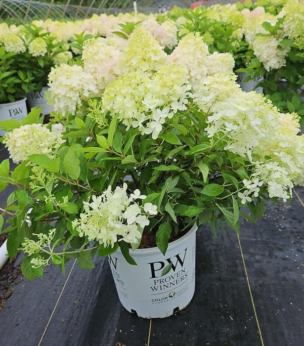 Fire Light Tidbit® Hydrangea For Sale Online! | Proven Winners Variety ...