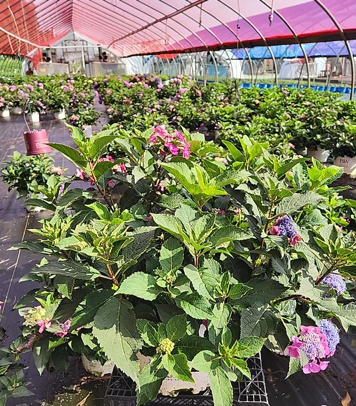 Tuff Stuff Top Fun™ Mountain Hydrangea — Gardens of the World