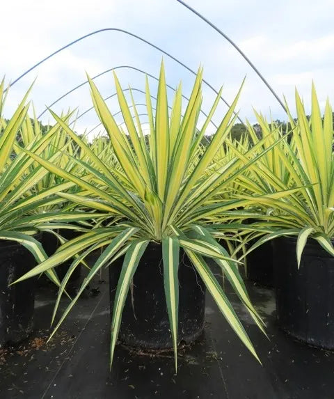 Color Guard Yucca — Gardens of the World