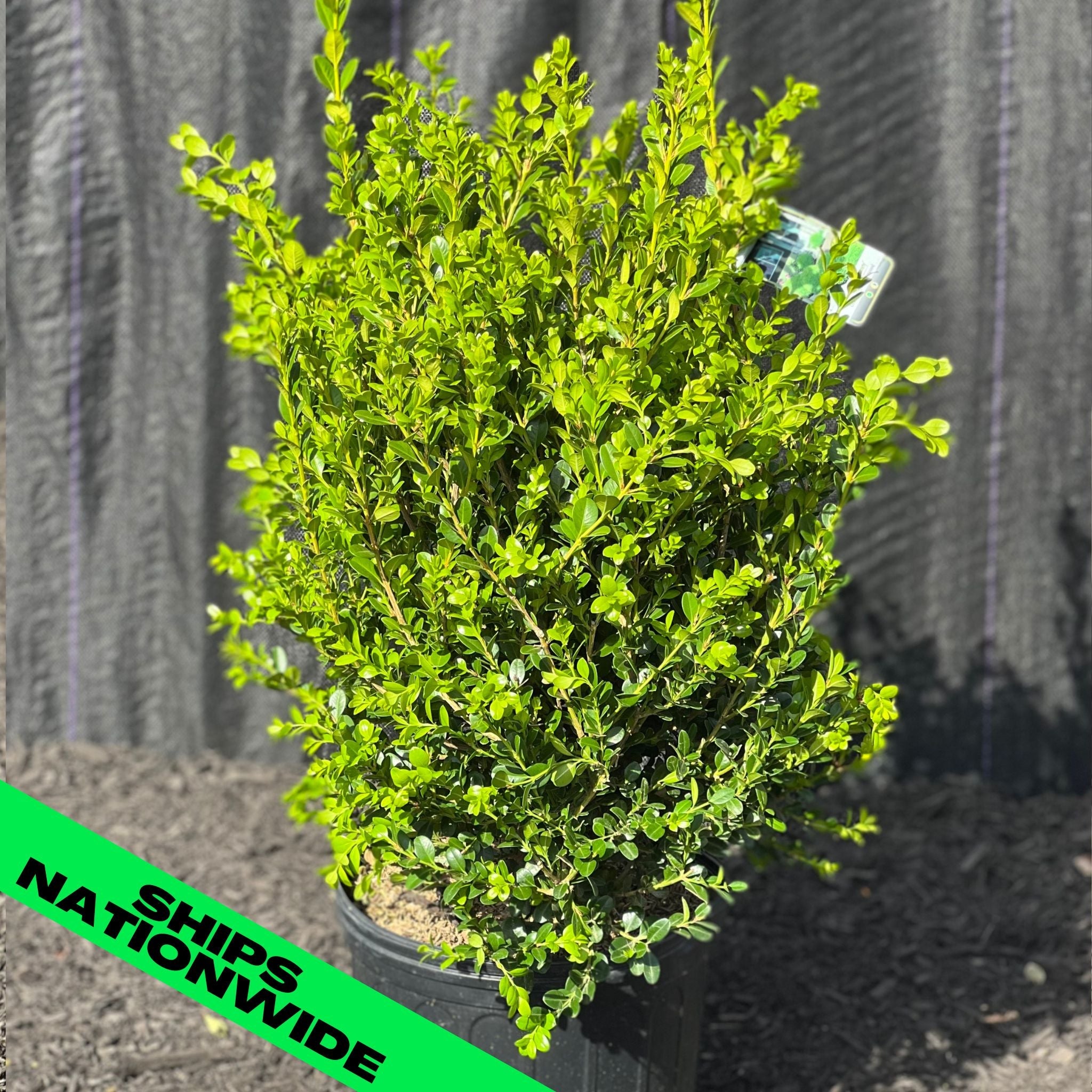 Boxwood — Gardens of the World