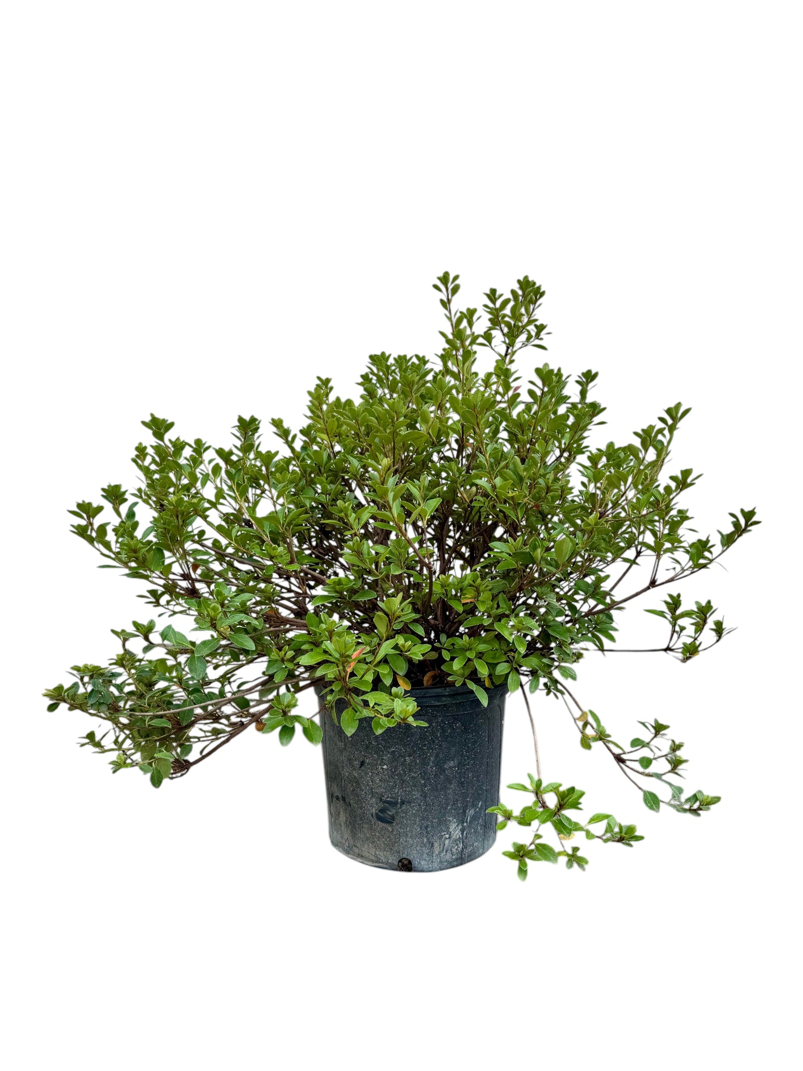 Robin Hill Conversation Piece Azalea For Sale Online! — Gardens of the ...