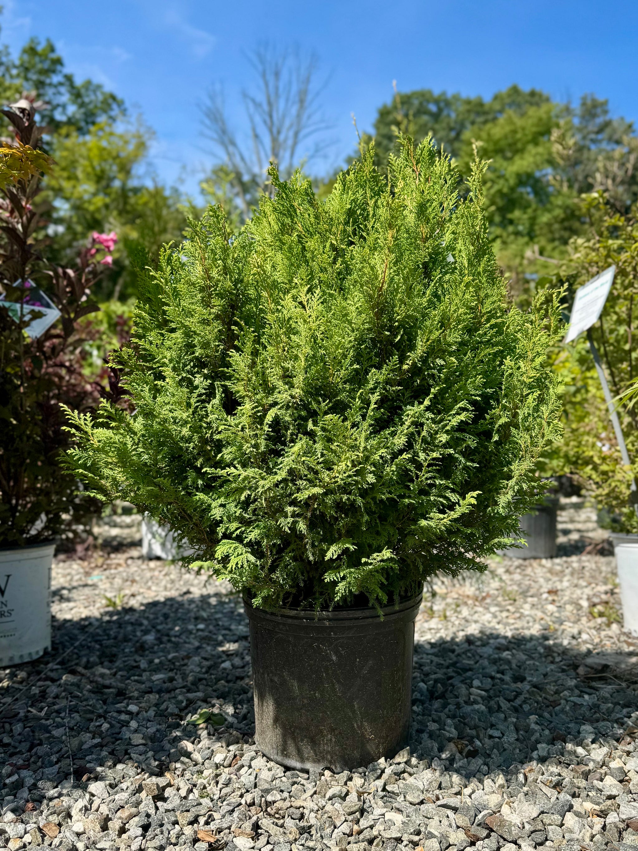 Evergreen Shrubs For Sale Online | Many Varieties Available! — Gardens ...