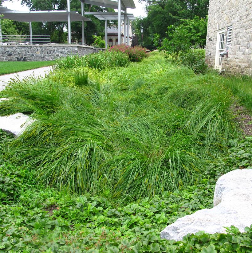 Fox Sedge — Gardens of the World