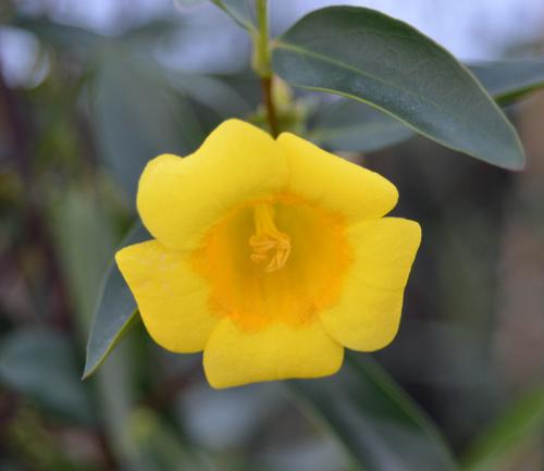 Margarita Carolina Jessamine For Sale Online | Fast Growing Vine ...