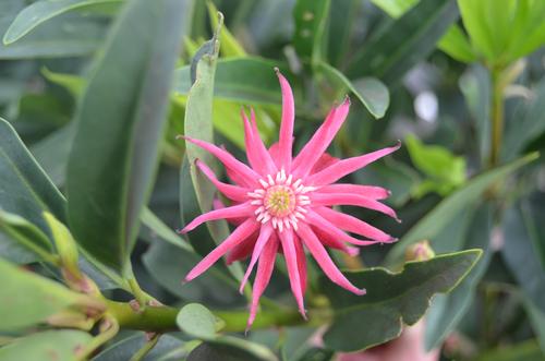 Woodland Ruby Anise For Sale Online | Fragrant Leaves! — Gardens of the ...