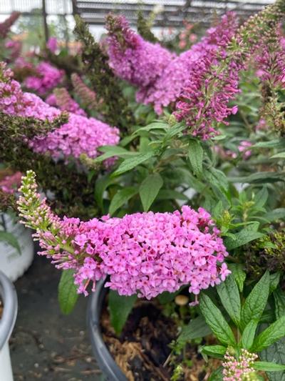 Dapper Pink Butterfly Bush For Sale Online | Compact Size! — Gardens of ...