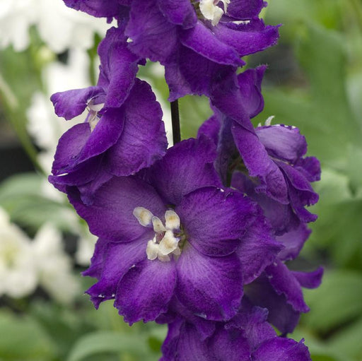 Delphinium/Larkspur — Gardens of the World