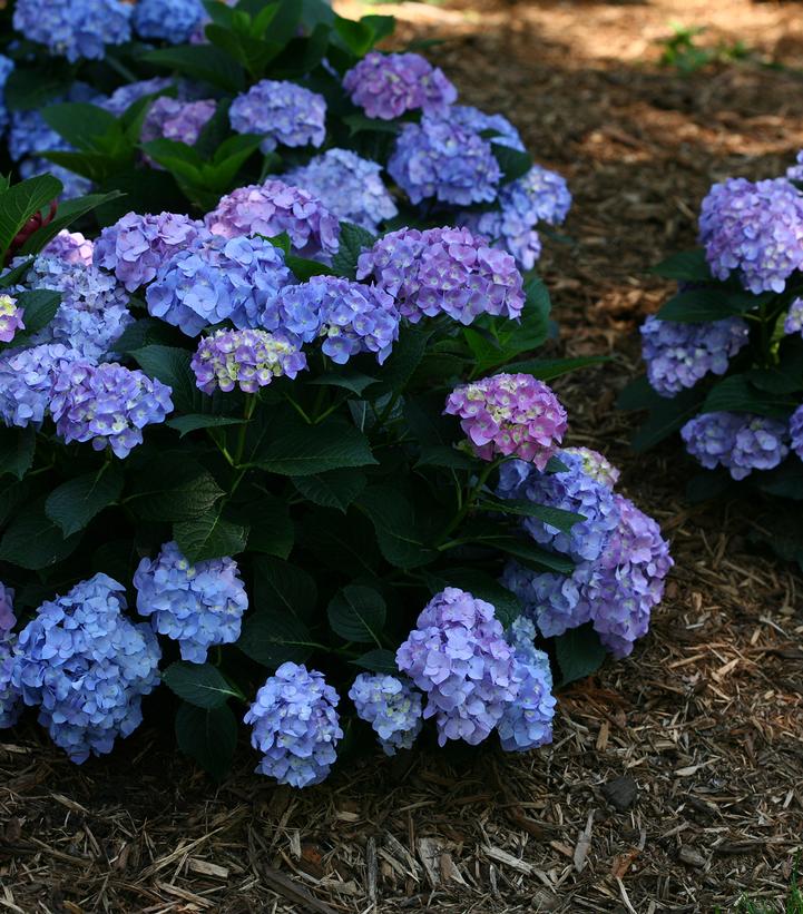 Let's Dance Blue Jangles Hydrangea For Sale Online | Blue/Pink Blooms ...