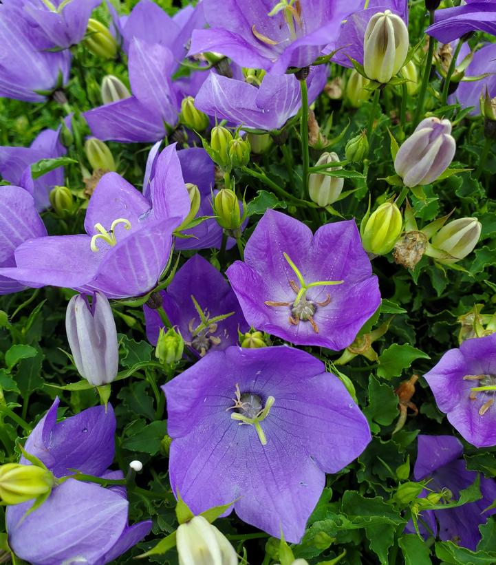 Rapido Blue Bellflower — Gardens of the World