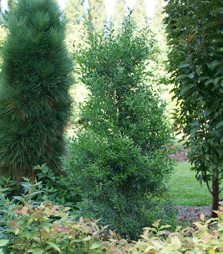 Squeeze Box® Inkberry Holly — Gardens of the World