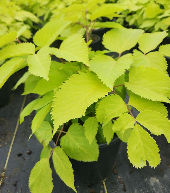 Spikenard — Gardens of the World