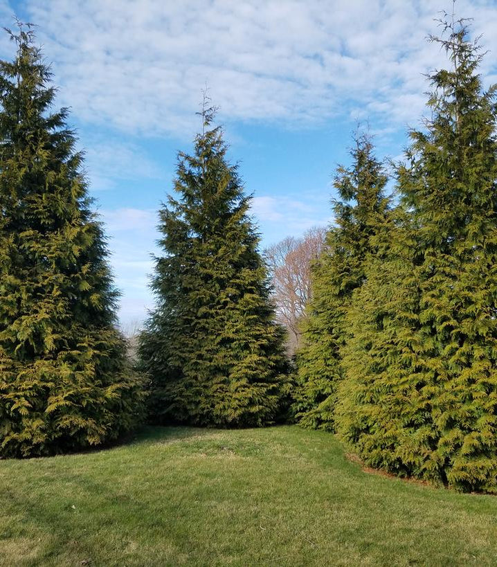 XL Green Giant Arborvitae - For Sale | Ships Nationwide — Gardens of ...